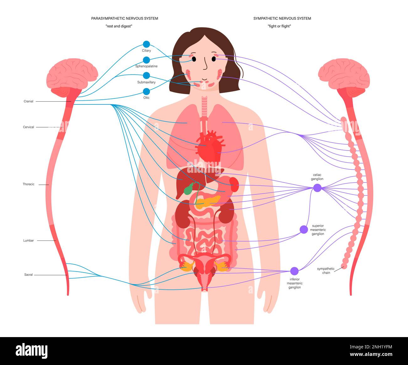 Autonomic nervous system, illustration Stock Photo - Alamy