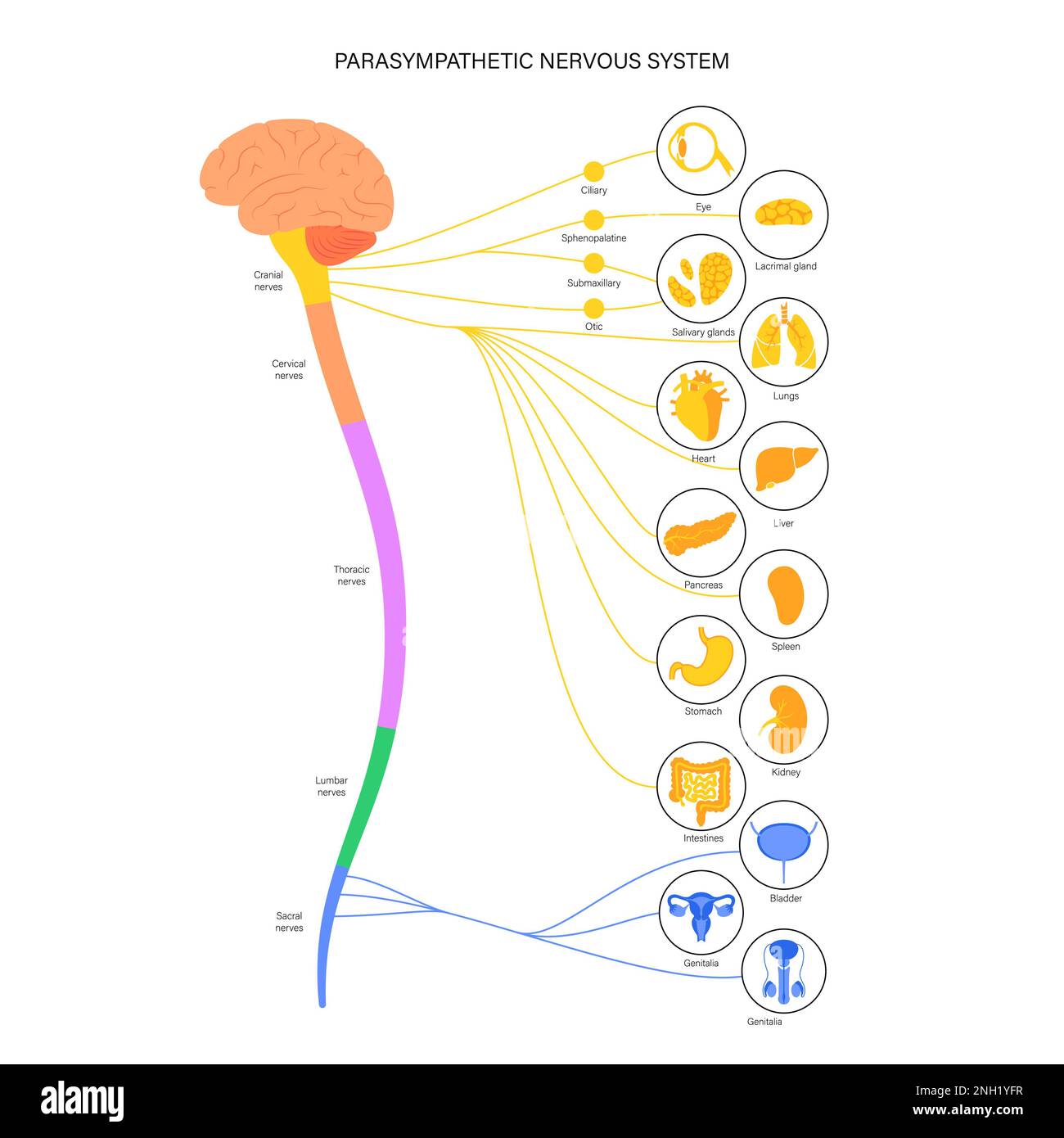 Parasympathetic nervous system, illustration Stock Photo - Alamy Parasympathetic nervous system, illustration Stock Photo - Alamy