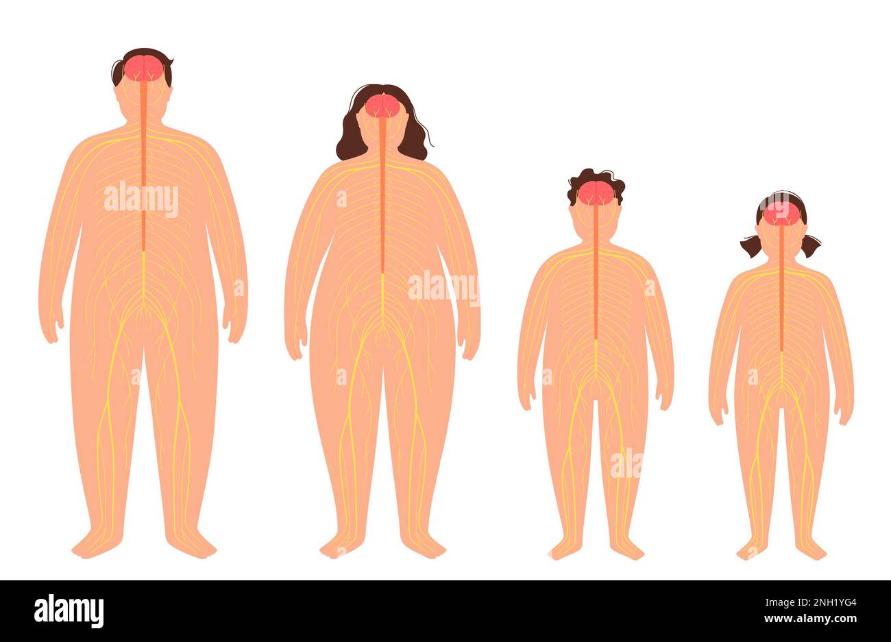 Central nervous system, illustration Stock Photo - Alamy