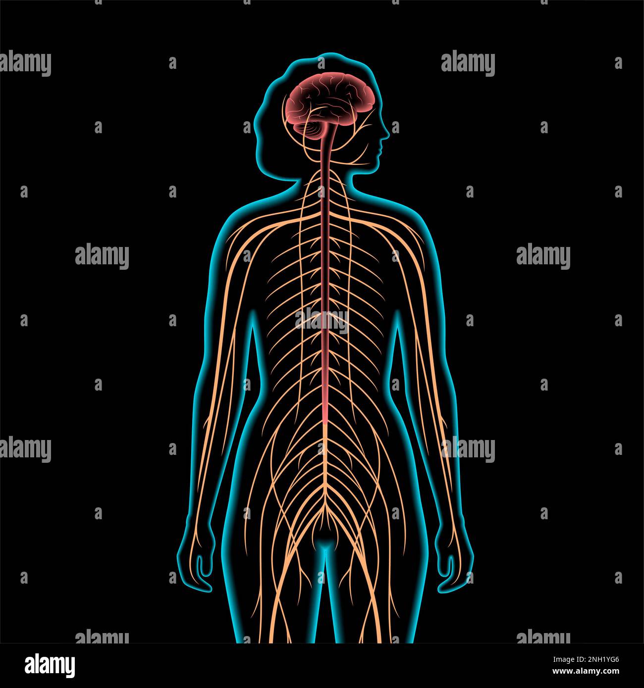 Central nervous system, illustration Stock Photo - Alamy