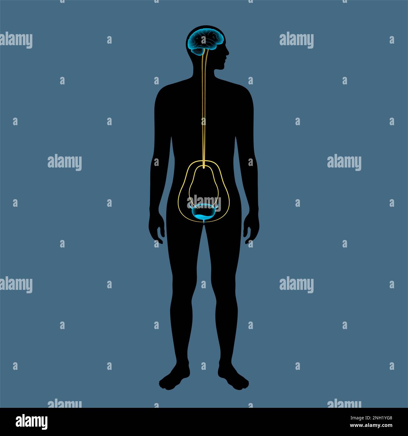 Micturition neural control, illustration Stock Photo - Alamy