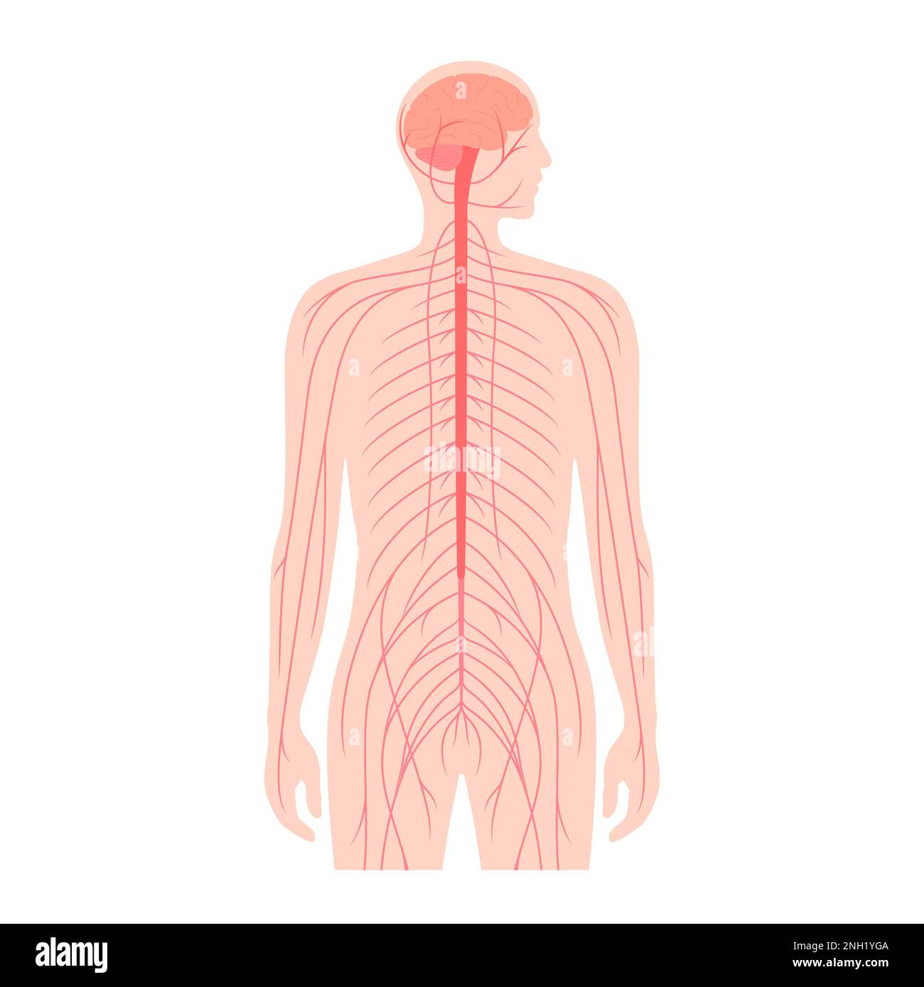 Central nervous system, illustration Stock Photo - Alamy