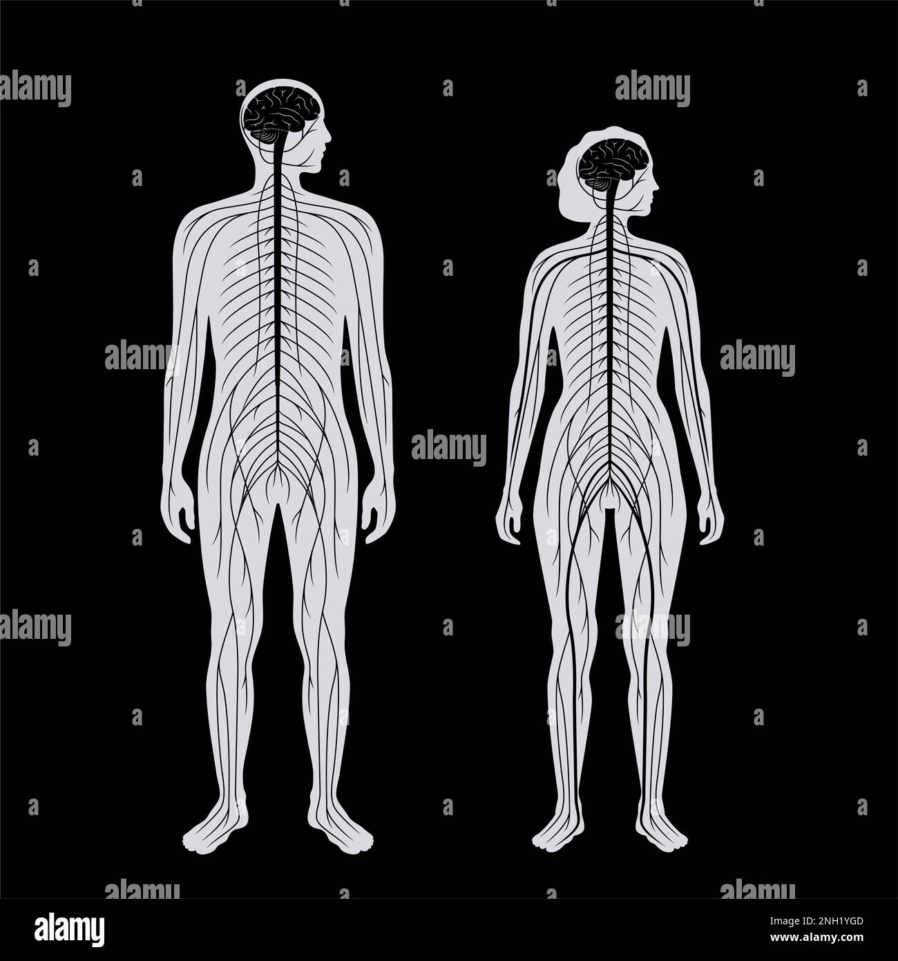 Central nervous system, illustration Stock Photo - Alamy