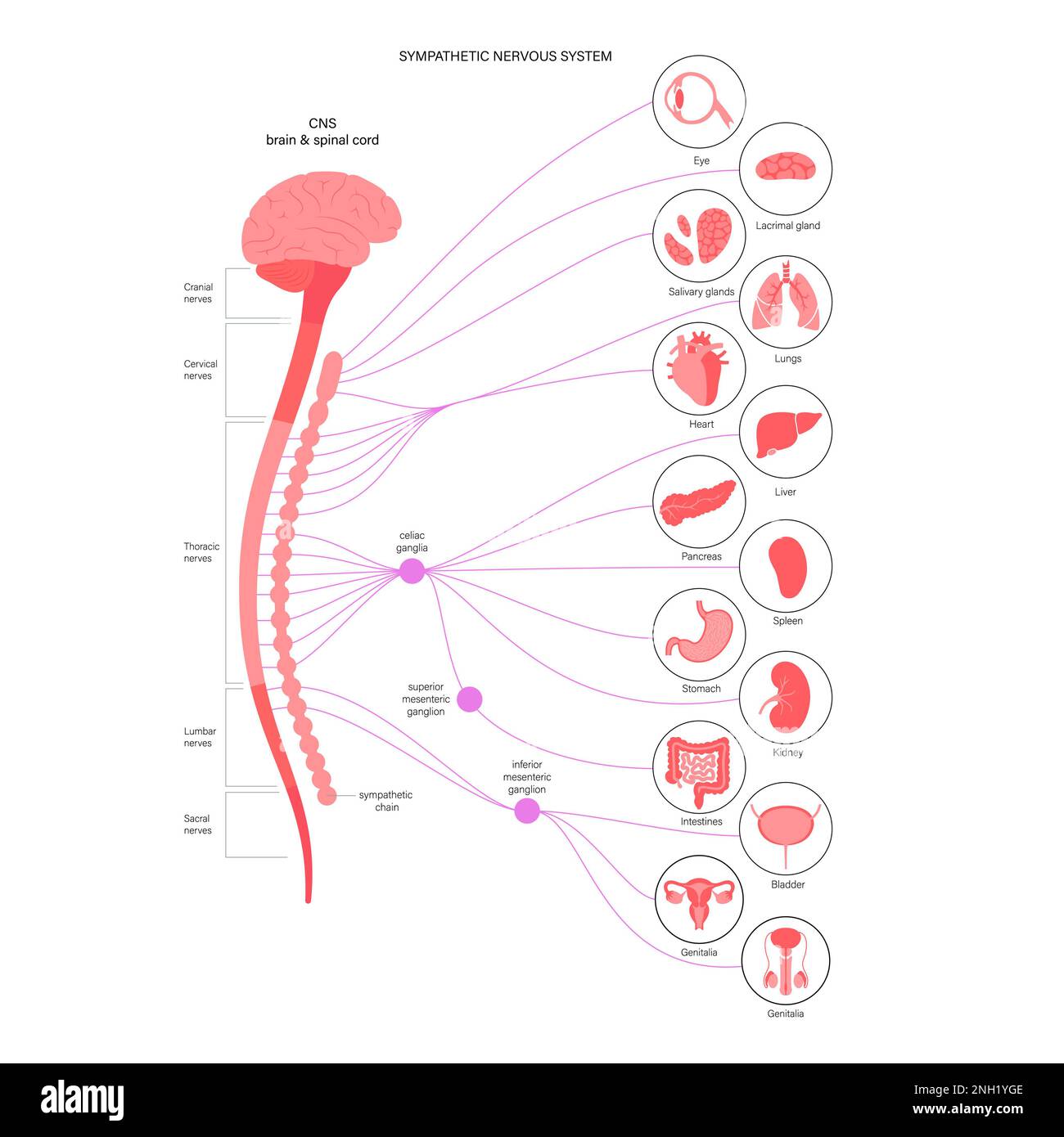 Diagram autonomic nervous system hi-res stock photography and images - Alamy