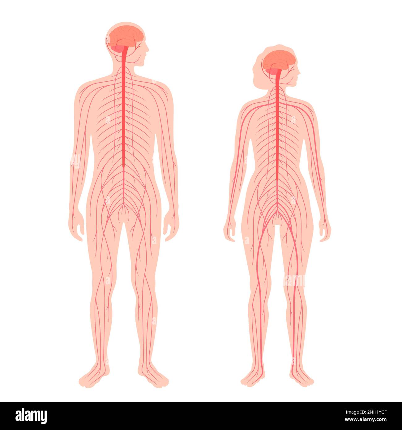 Central nervous system, illustration Stock Photo - Alamy