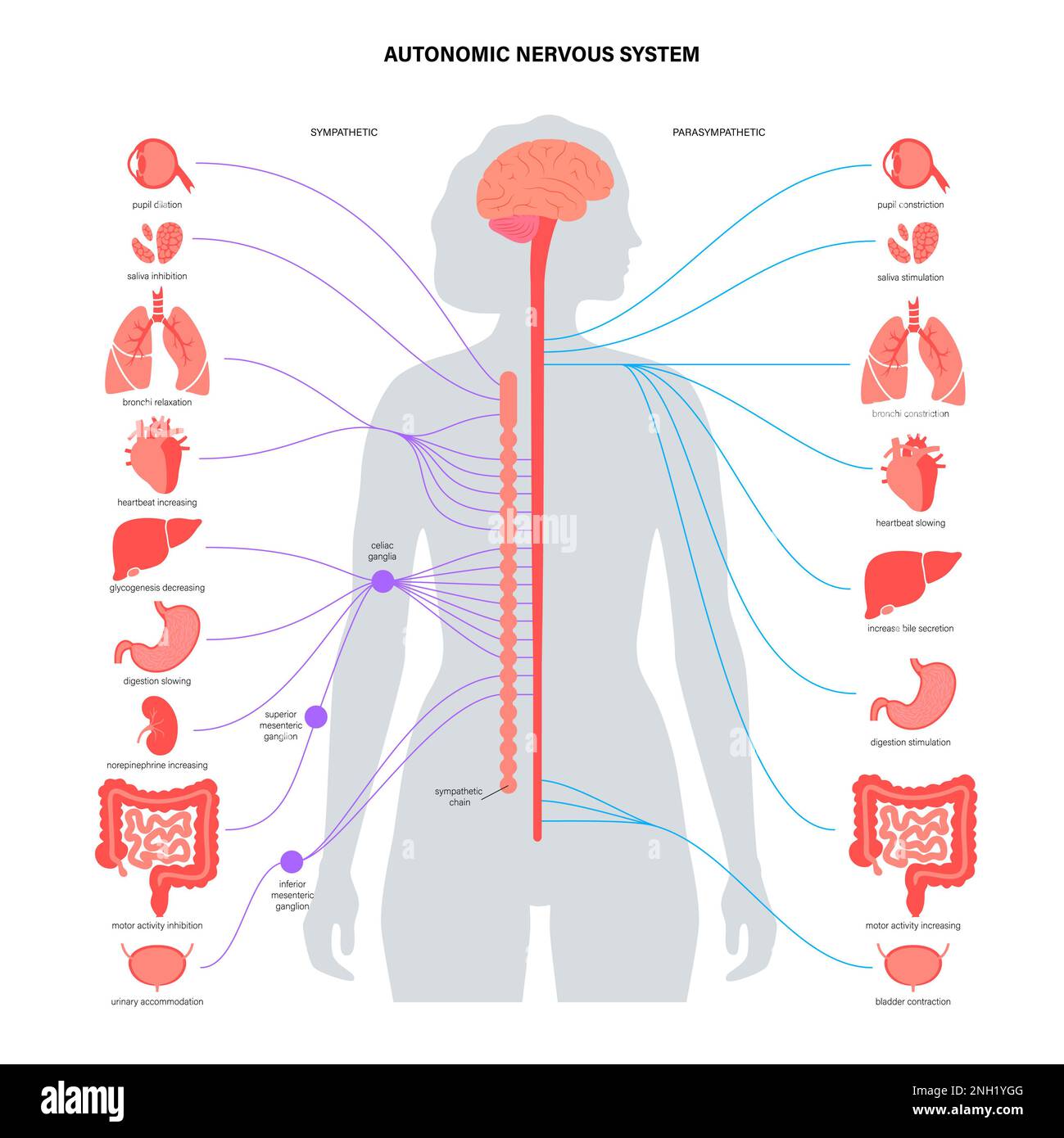 Autonomic nervous system hi-res stock photography and images - Alamy