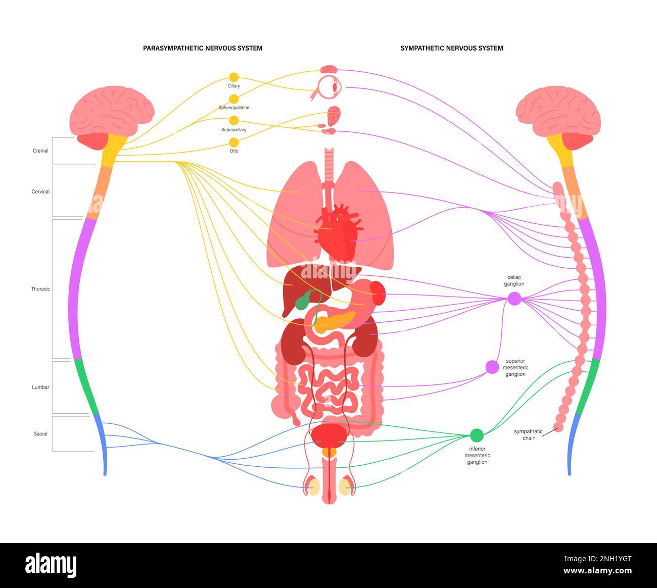 Nervous system disorders hi-res stock photography and images - Alamy