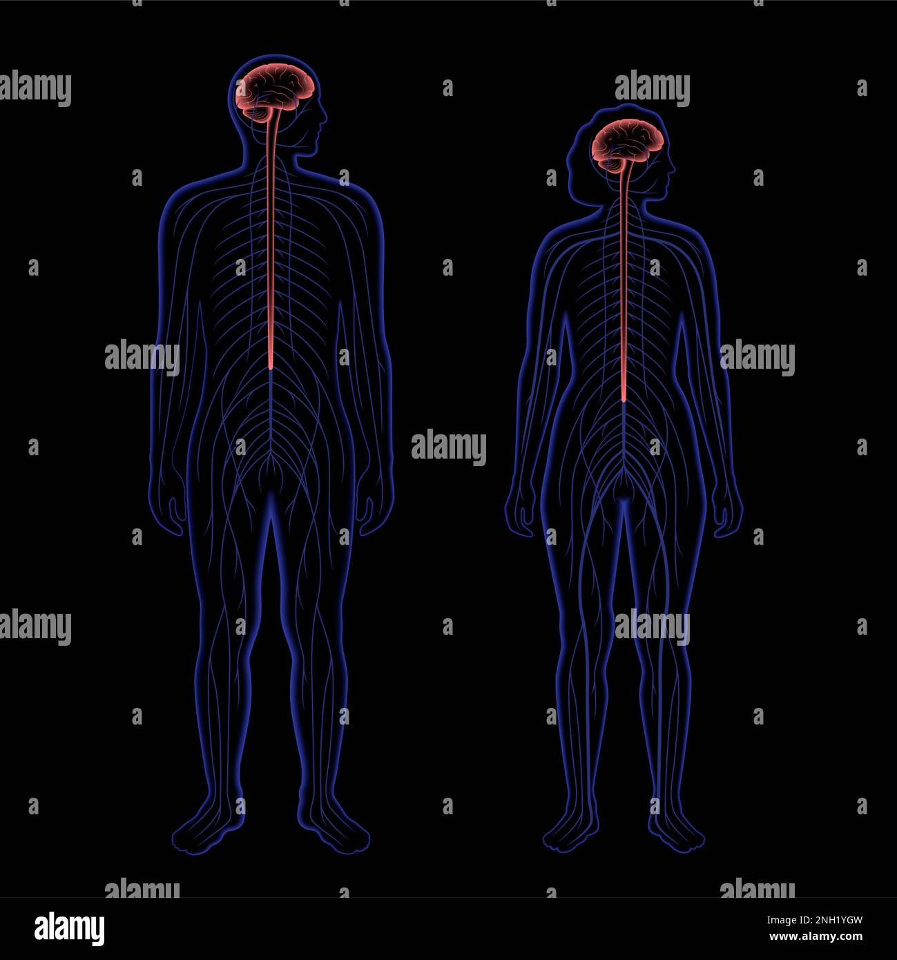Central nervous system, illustration Stock Photo - Alamy