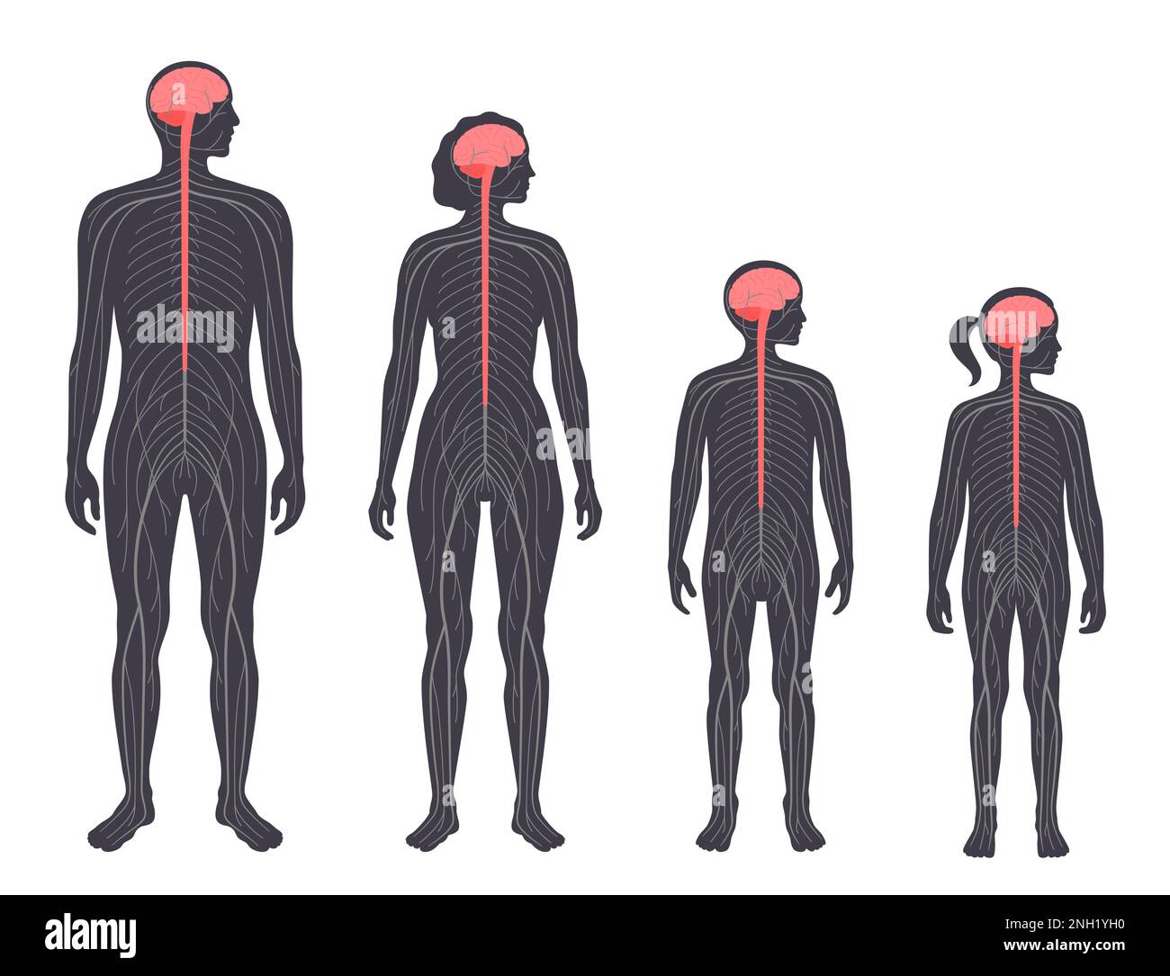 Central nervous system, illustration Stock Photo - Alamy