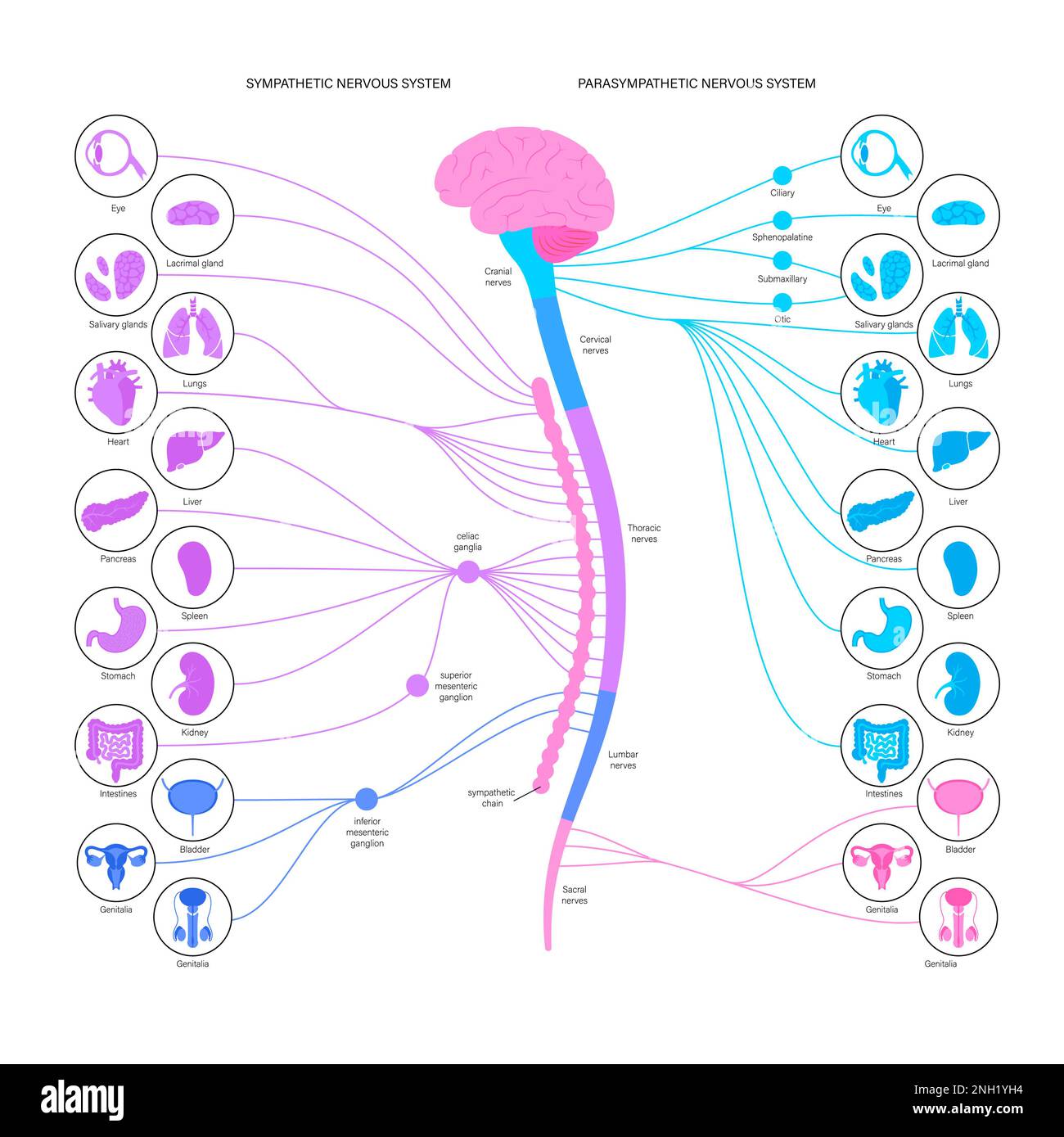 Autonomic nervous system, illustration Stock Photo - Alamy