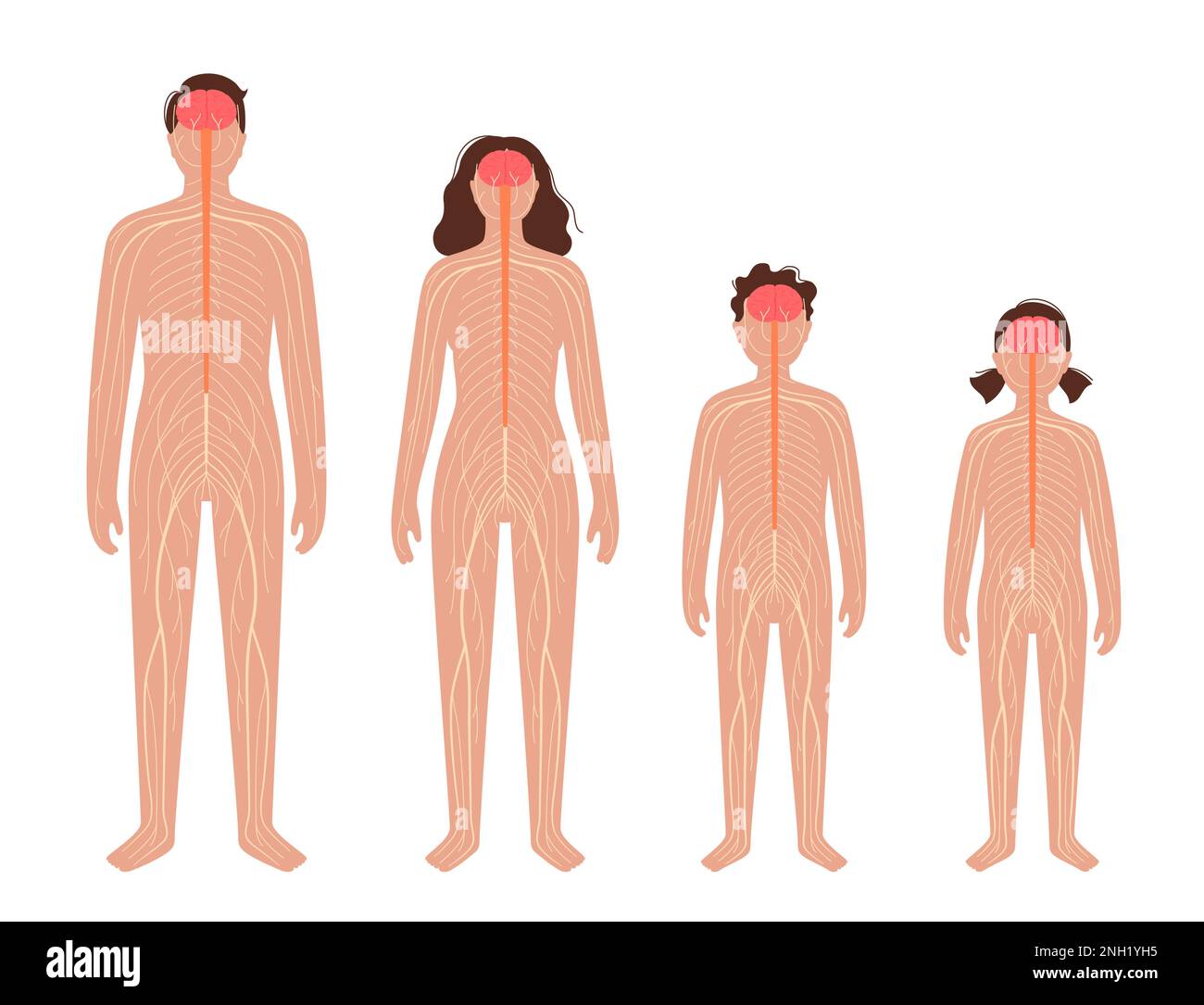 Central nervous system, illustration Stock Photo - Alamy