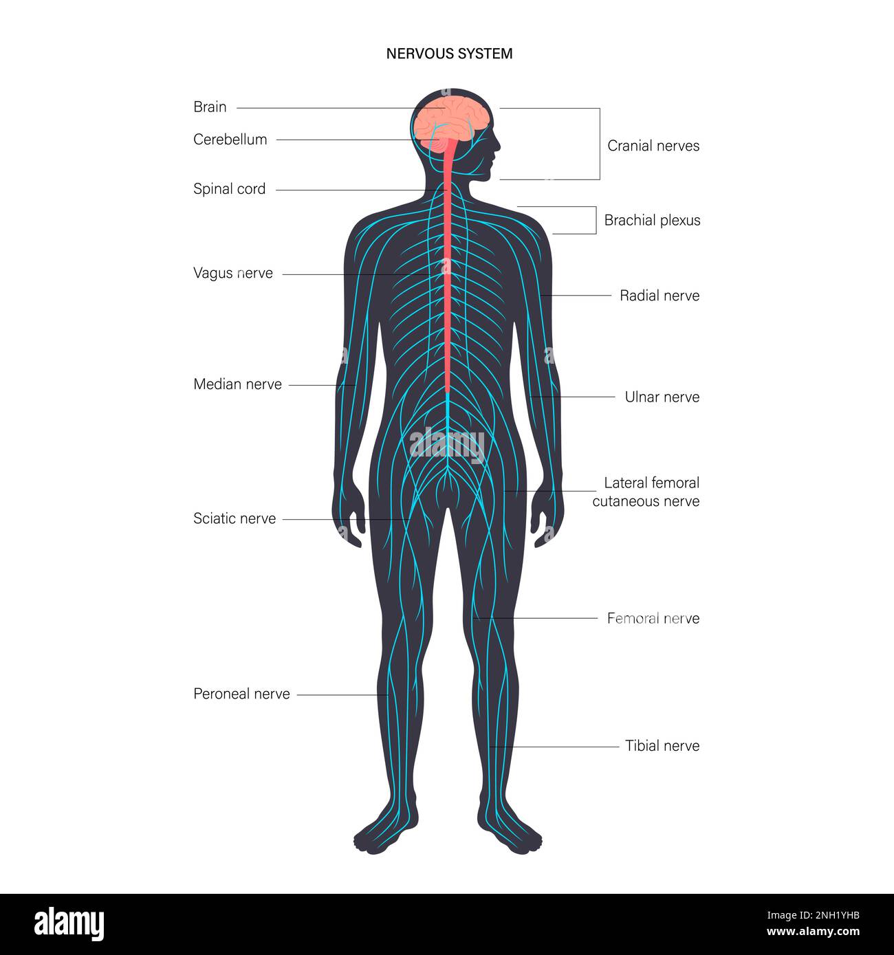 Lateral femoral cutaneous nerve hi-res stock photography and images - Alamy