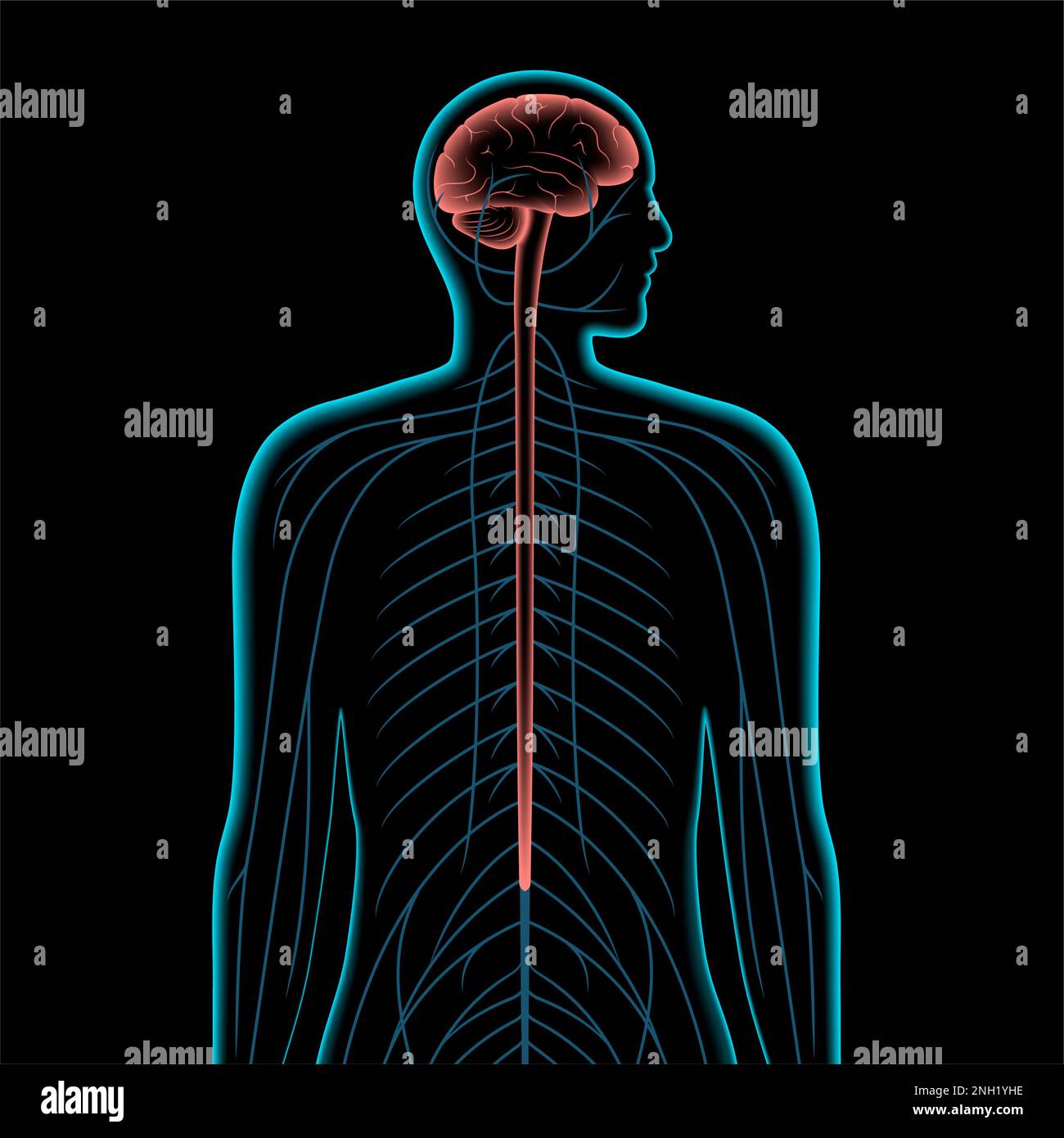 Cns healthcare hi-res stock photography and images - Alamy