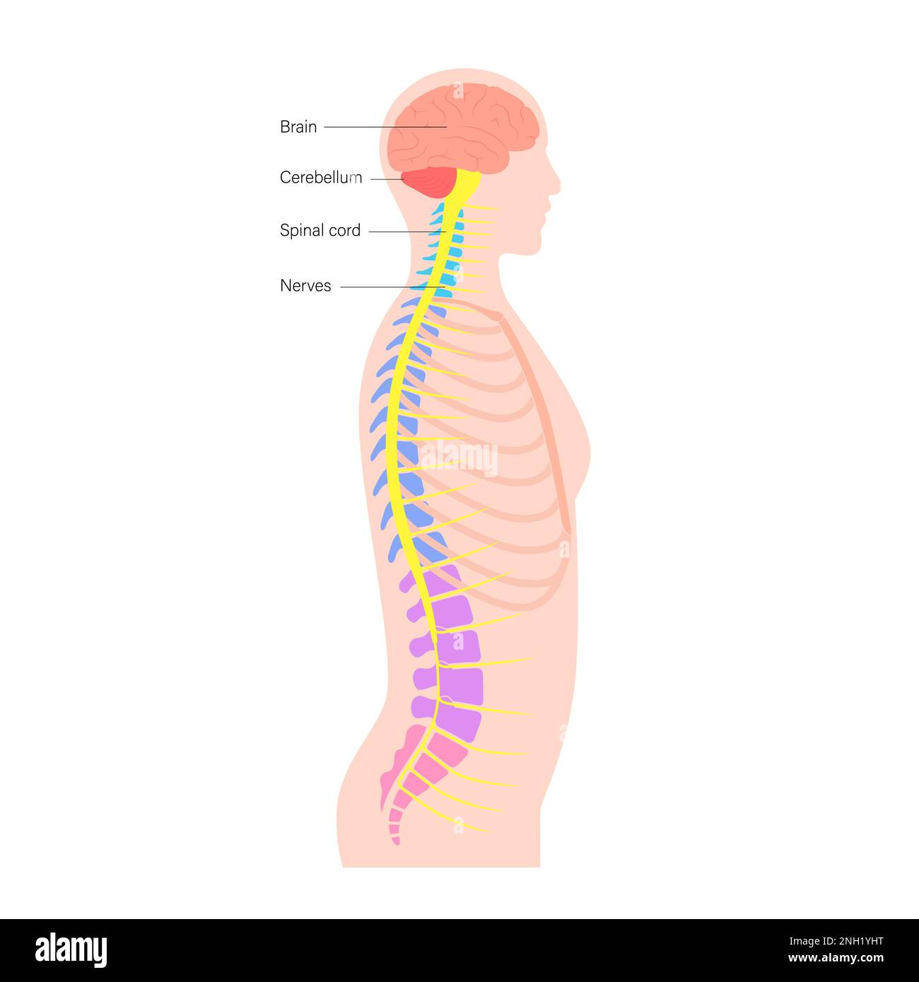 Spinal cord anatomy, illustration Stock Photo - Alamy