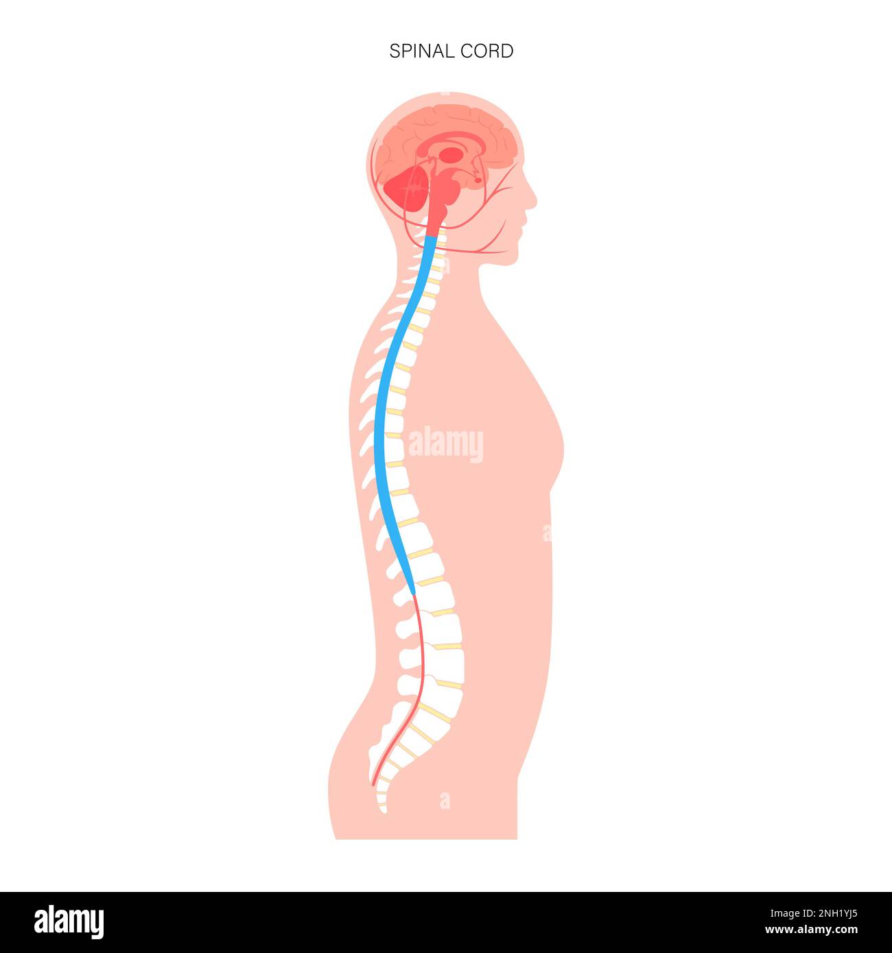Spinal cord anatomy, illustration Stock Photo - Alamy
