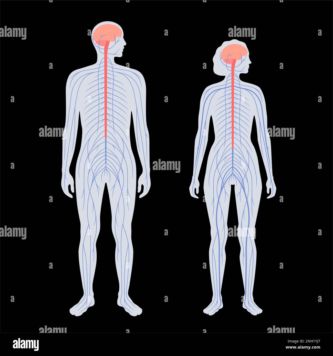 Central nervous system, illustration Stock Photo - Alamy