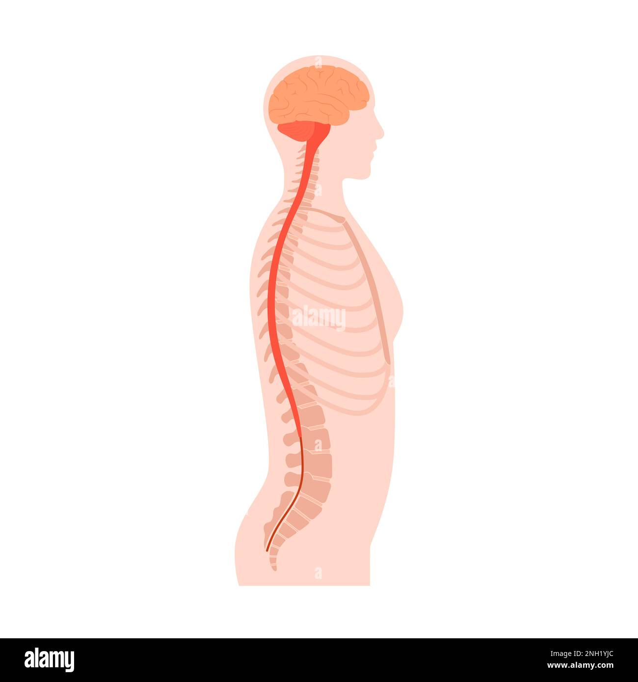 Spinal cord anatomy, illustration Stock Photo - Alamy
