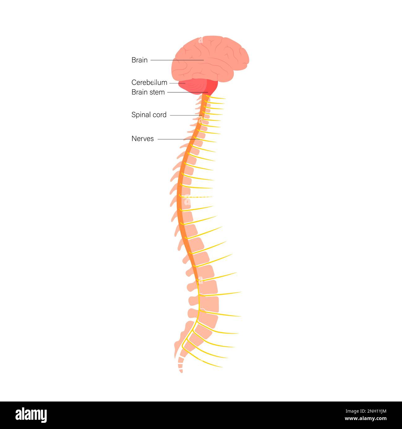 Spinal cord anatomy, illustration Stock Photo - Alamy