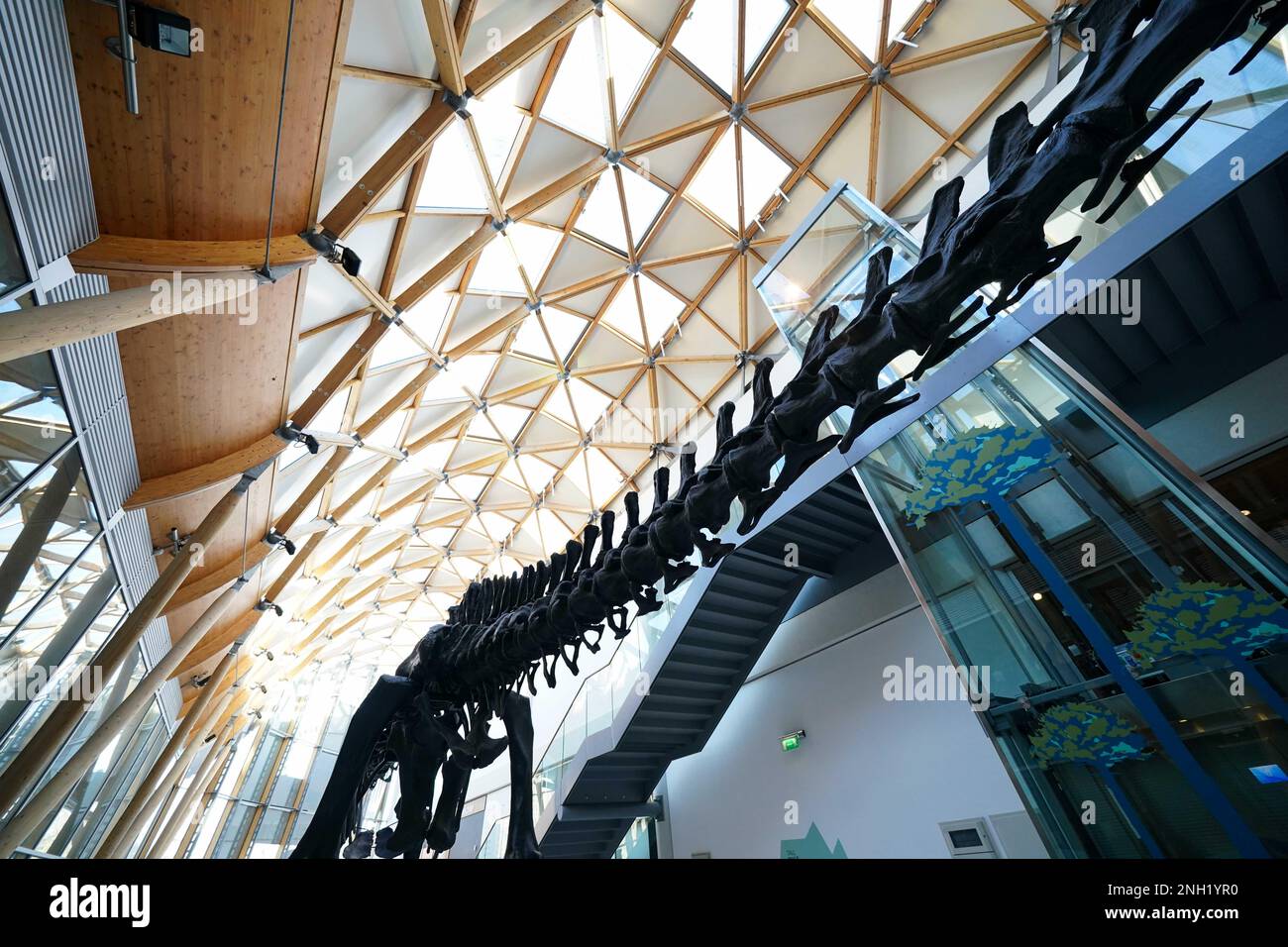 26 metre long diplodocus hi-res stock photography and images - Alamy