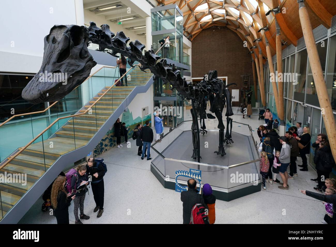 26 metre long diplodocus hi-res stock photography and images - Alamy
