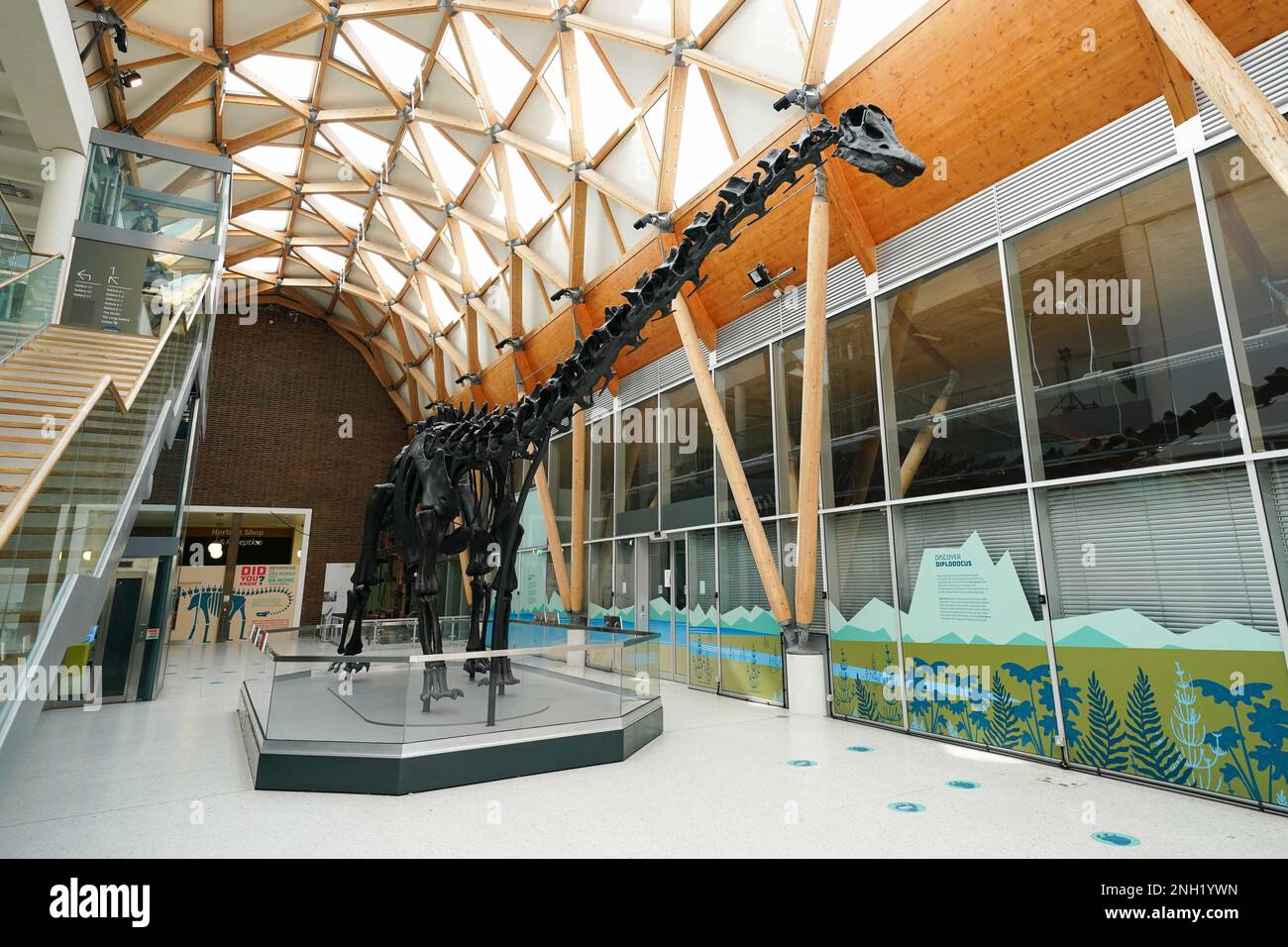 'Dippy the Diplodocus' at the Herbert Art Gallery and Museum in ...