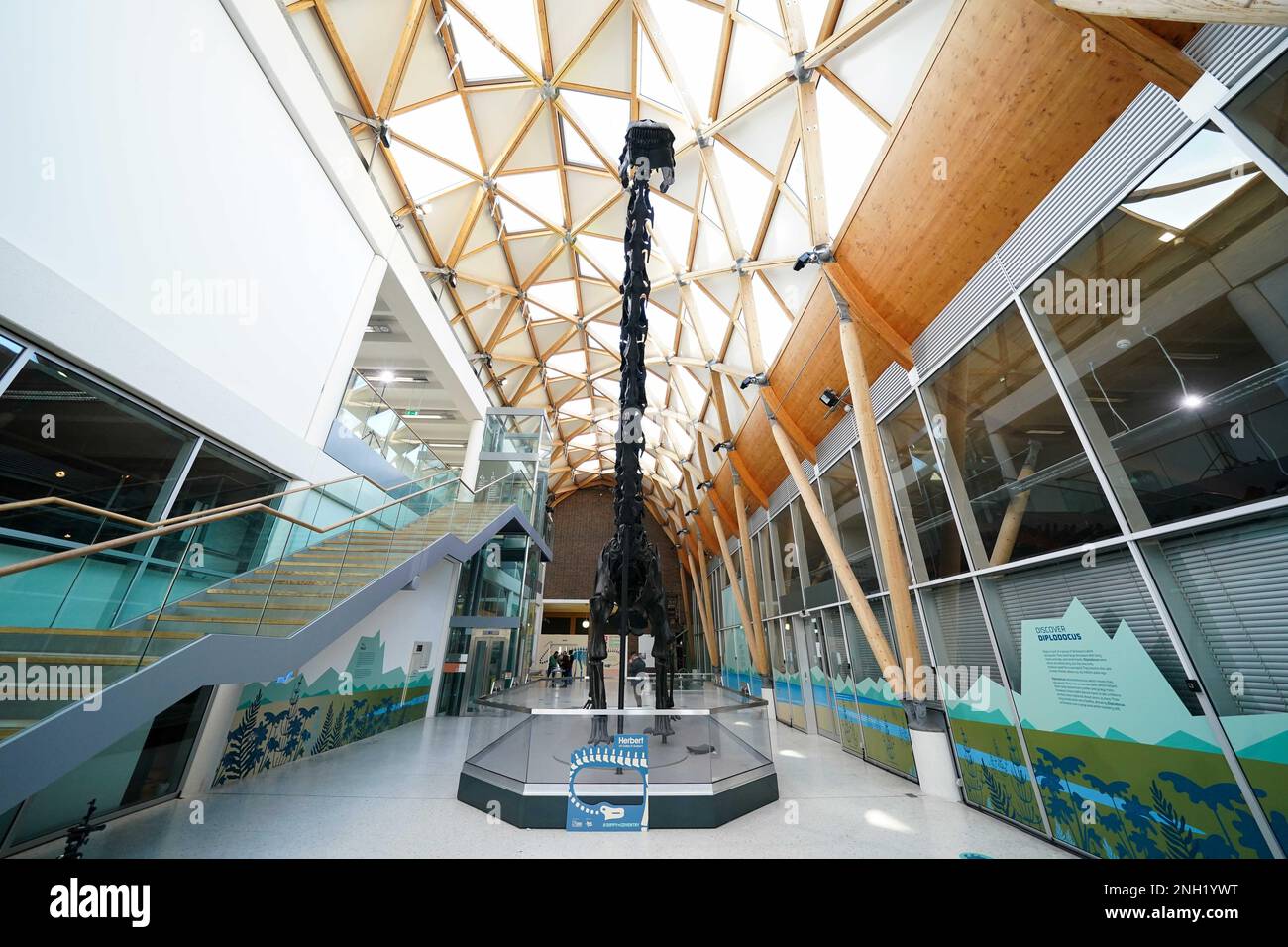 'Dippy the Diplodocus' at the Herbert Art Gallery and Museum in ...