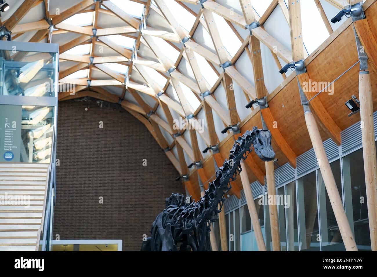 26 metre long diplodocus hi-res stock photography and images - Alamy