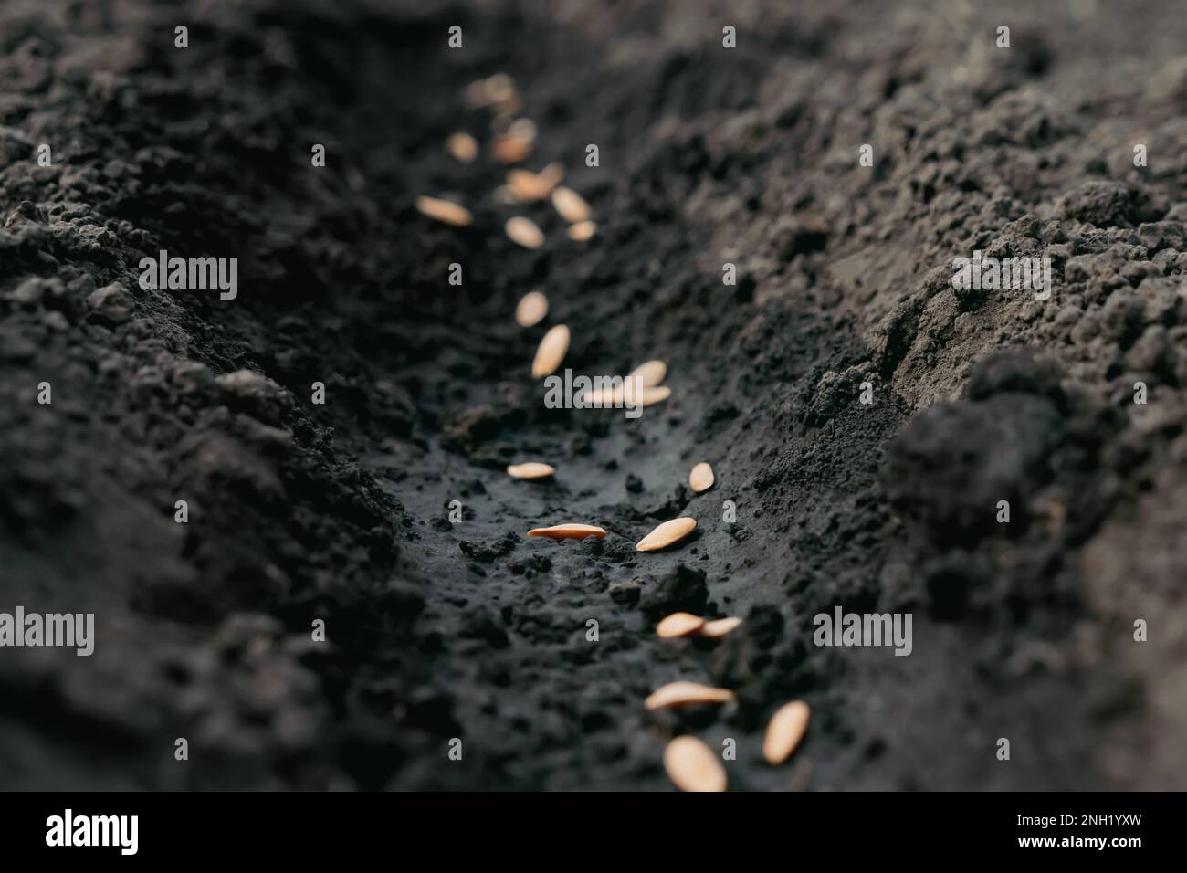 Sowing season. Sowing seeds closeup. Planting seeds soil ground earth ...