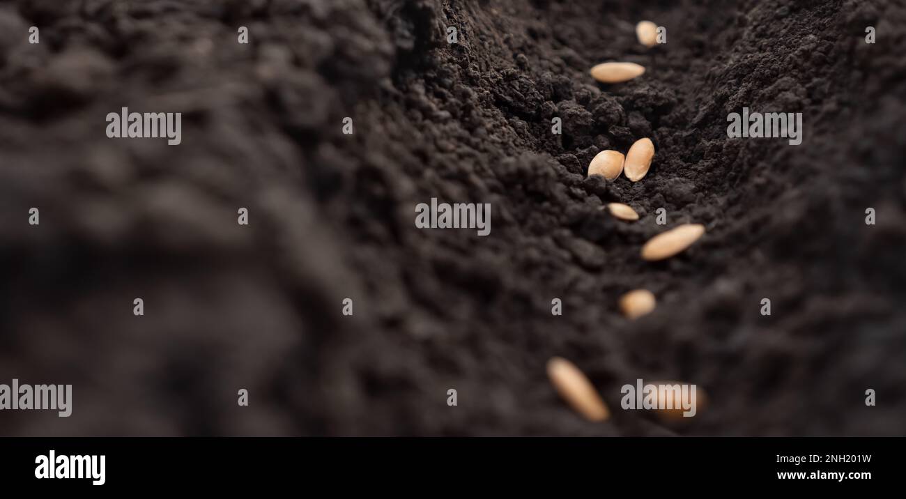 Sowing season. Sowing seeds closeup. Planting seeds soil ground earth ...