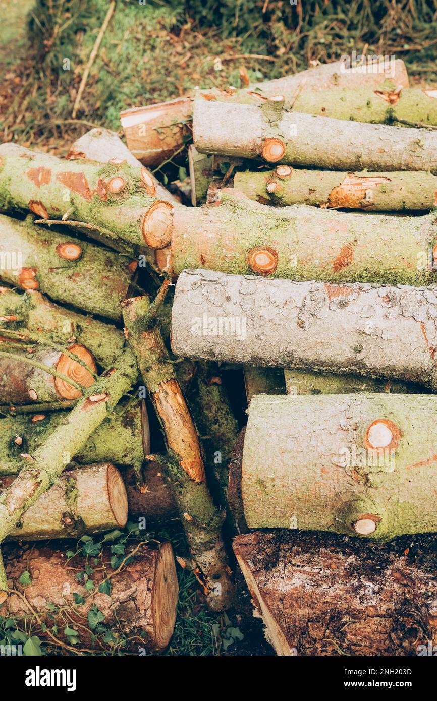Log trunks pile, the logging timber forest wood industry Stock Photo ...