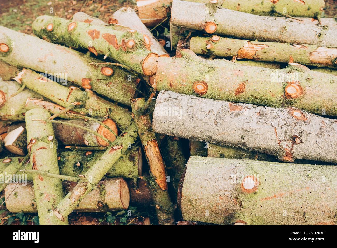 Log trunks pile, the logging timber forest wood industry Stock Photo ...