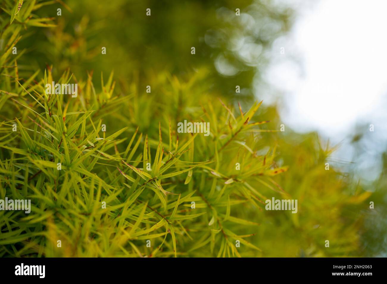 Close-up of Melaleuca linariifolia plant Stock Photo - Alamy