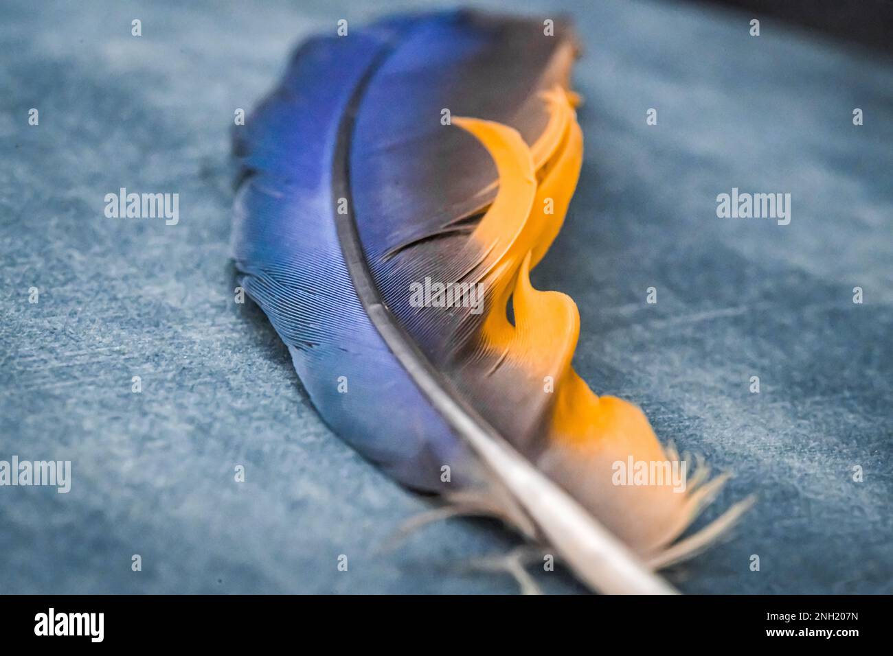 Parrot feather macro texture, feather, animal UK, Macaw, blue and ...
