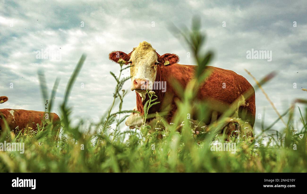 A cow grazing in a lush, green field dotted with colorful wildflowers ...