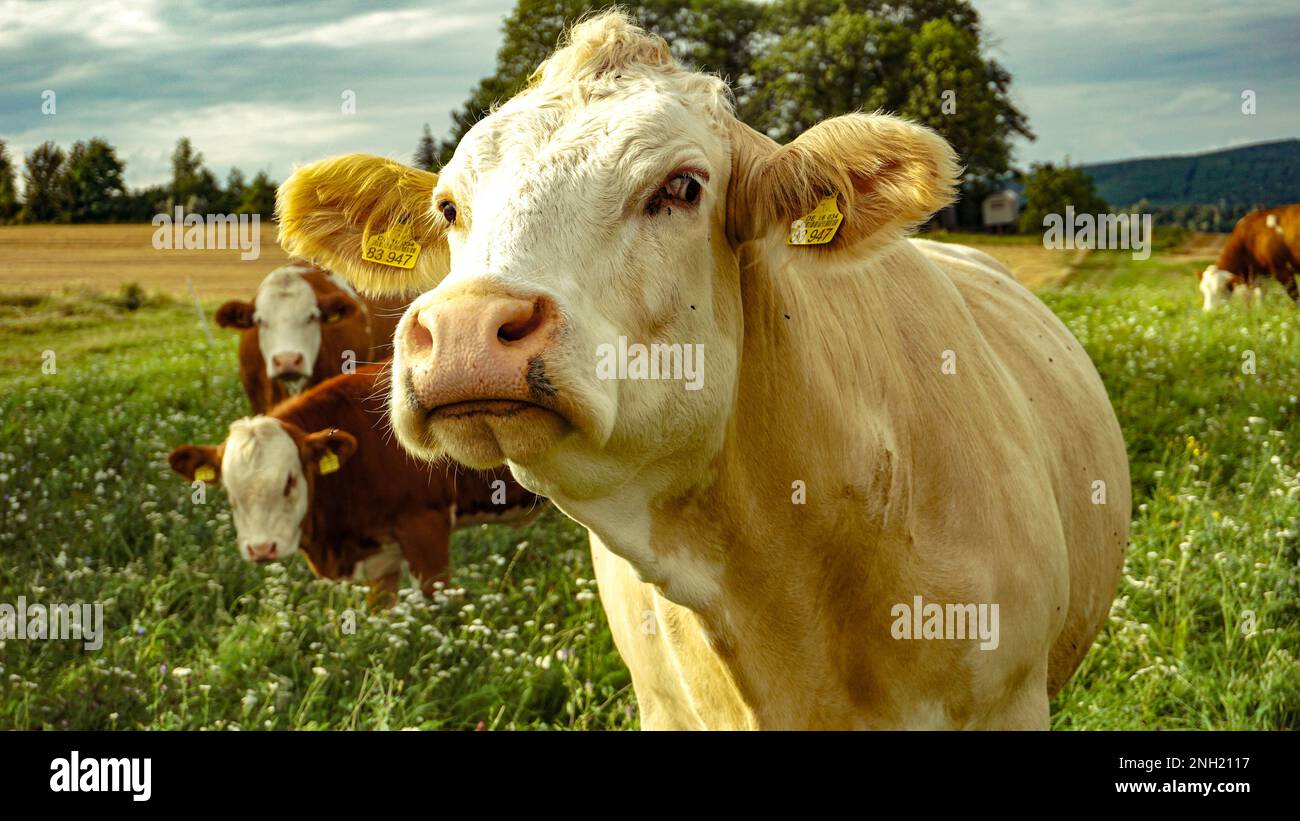 A cow grazing in a lush, green field dotted with colorful wildflowers ...