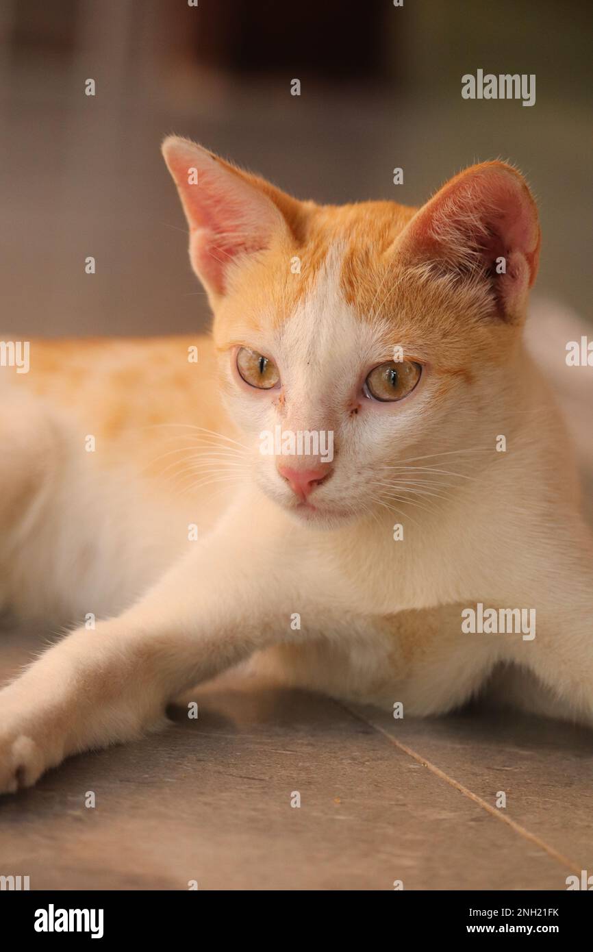 Indian cat hi-res stock photography and images - Alamy