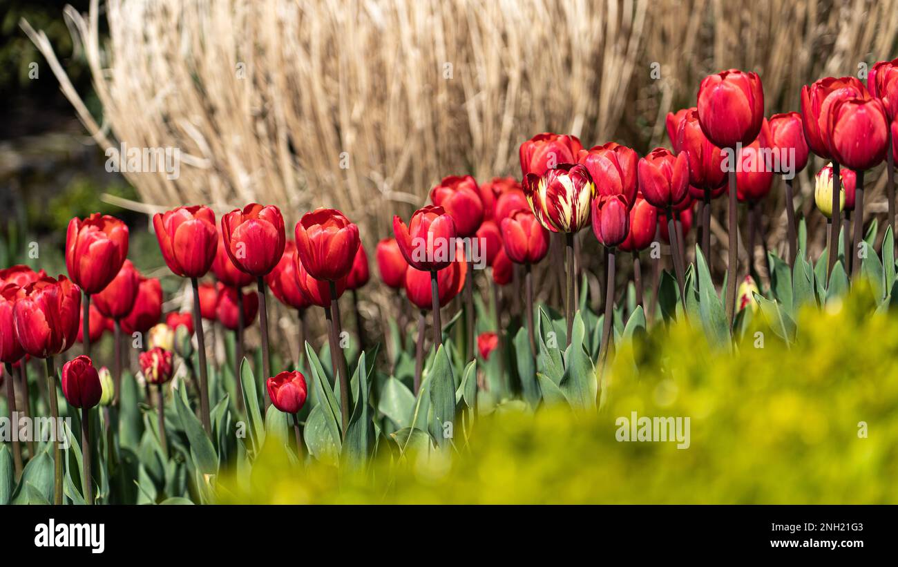 Tulips from Spring Stock Photo - Alamy