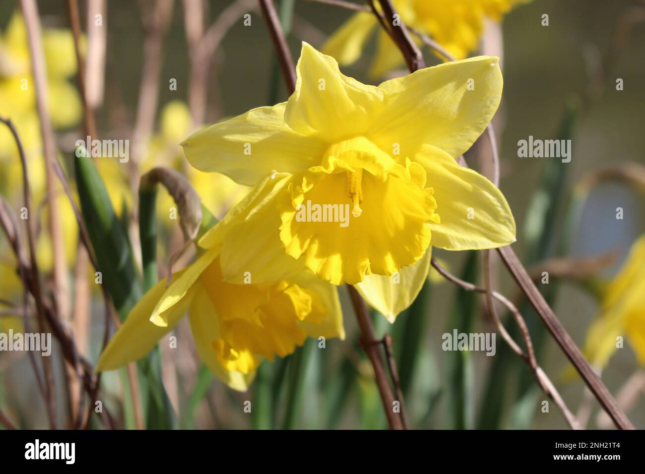 Yellow daffodil flower bloom in garden hi-res stock photography and images - Alamy