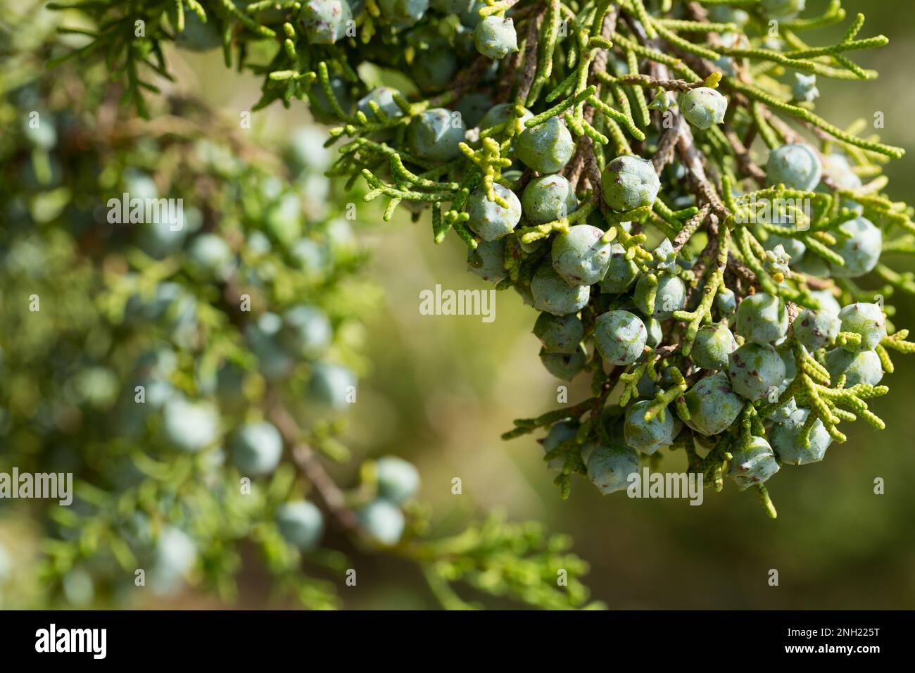 Fruits of Juniperus californica tree Stock Photo - Alamy
