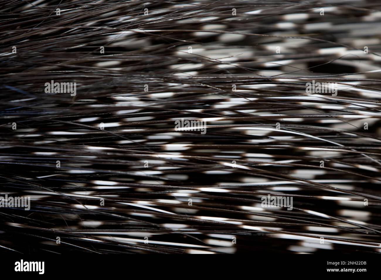 Texture from the quill tail of a porcupine Stock Photo - Alamy
