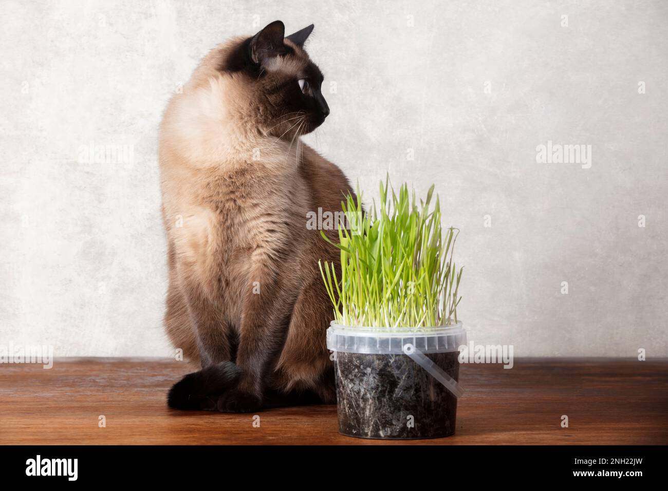 Home cute siamese cat with green grown grass. Cats eat grass Stock ...