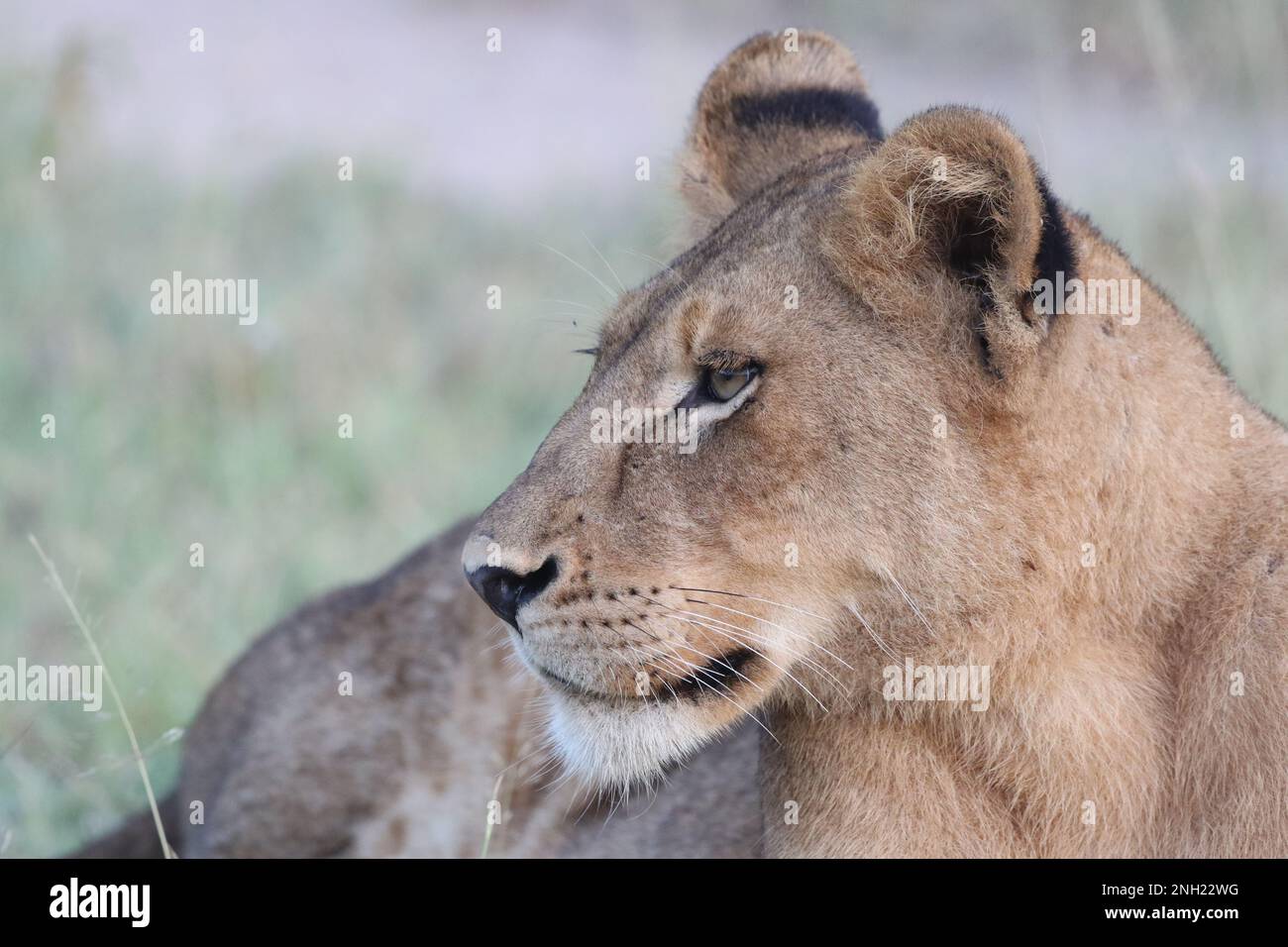 Leopon hi-res stock photography and images - Alamy