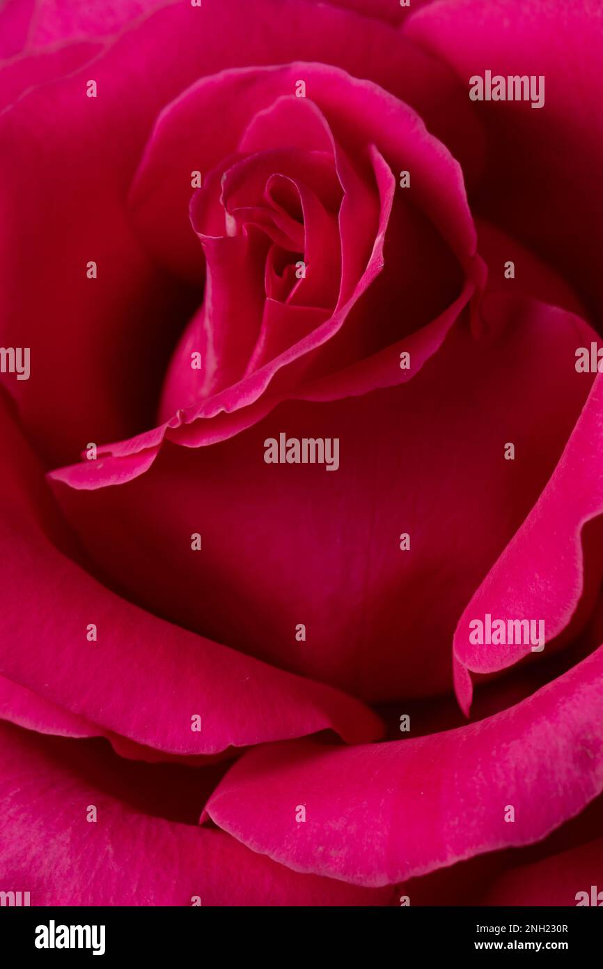 Red Rose Flower close up background. Beautiful Dark Red Rose closeup ...