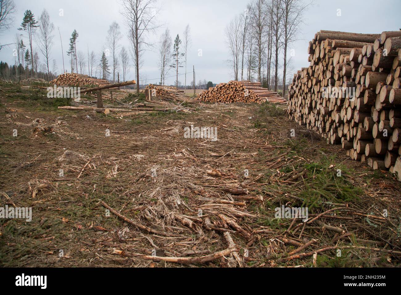 Deforestation depot for timber at the clearcutting Stock Photo - Alamy