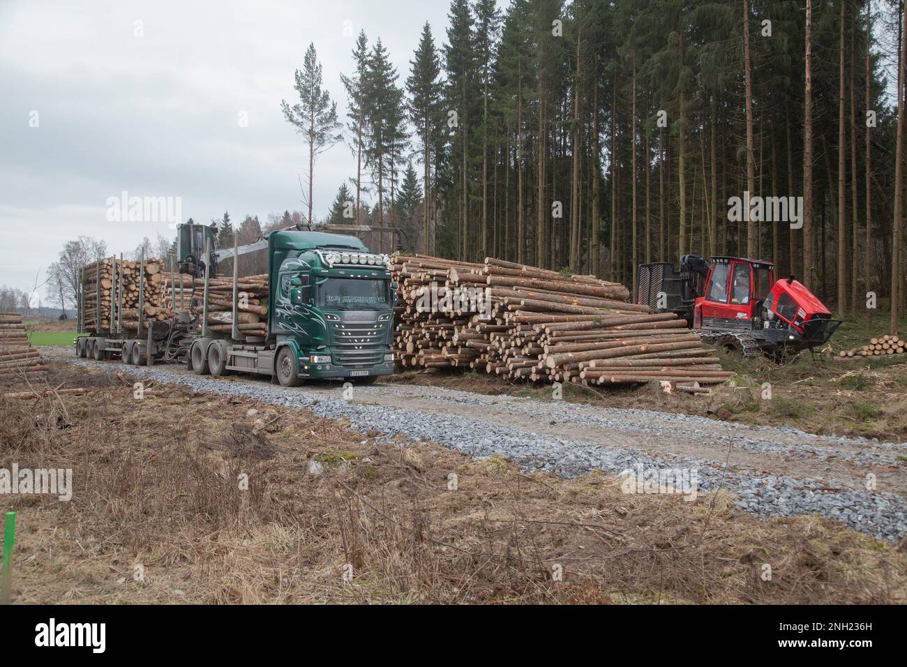 Logging truck loading timberdeforastation area Stock Photo - Alamy