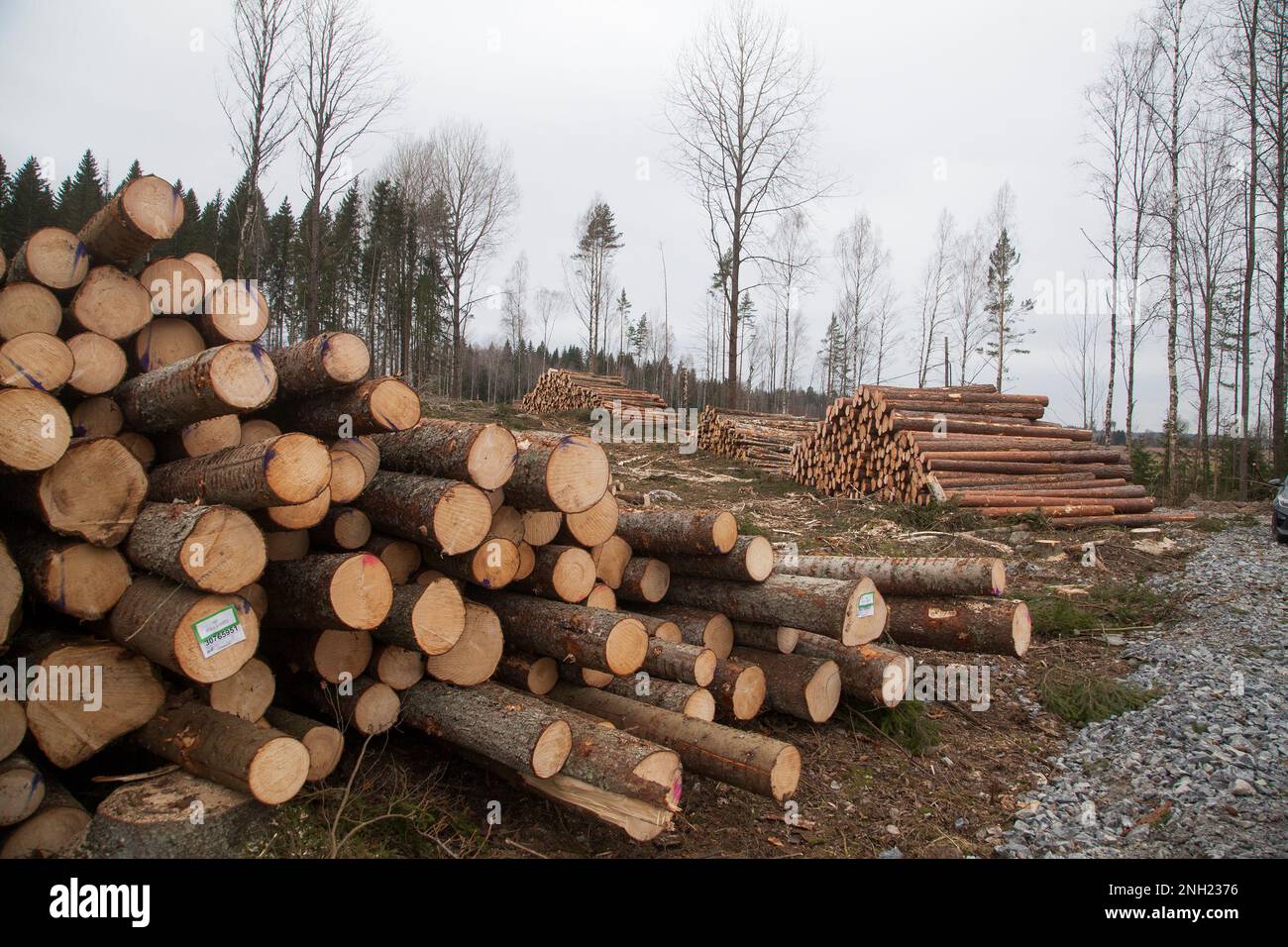 Deforestation depot for timber at the clearcutting Stock Photo - Alamy