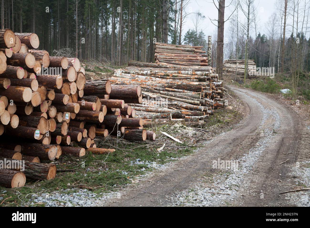 Deforestation depot for timber at the clearcutting Stock Photo - Alamy