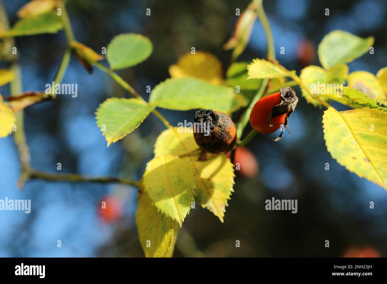 Rosa eglanteria (rubiginosa), also known as Sweet Briar Rose. Close up ...