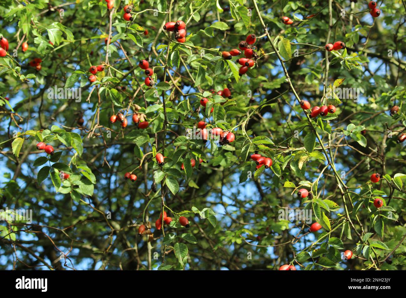 Rosa eglanteria (rubiginosa), also known as Sweet Briar Rose. Seen here ...