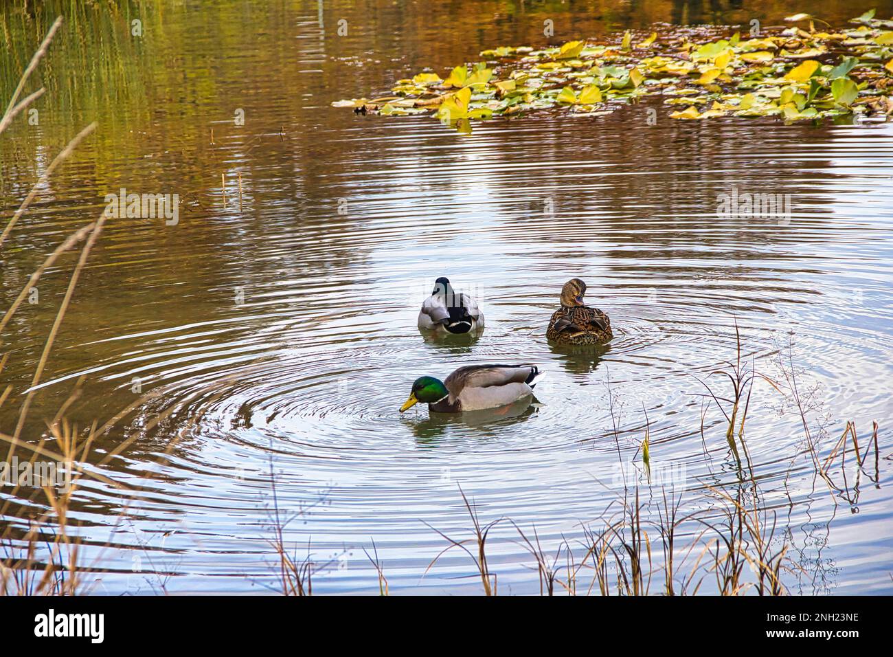 Natural ecosystem hi-res stock photography and images - Alamy